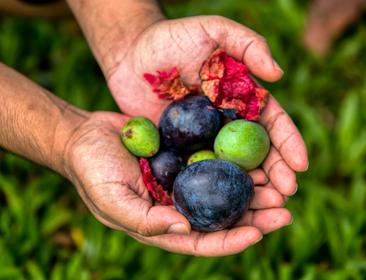 Connecting to Country with Mija Aboriginal Tours