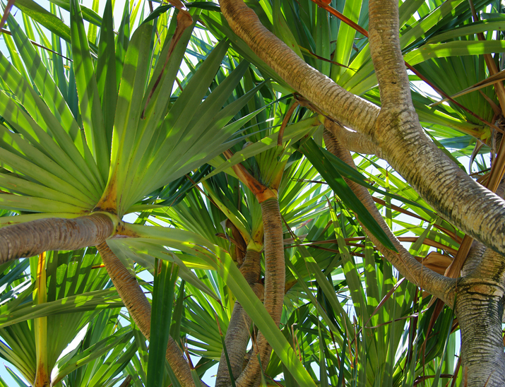 Connecting to Country with Mija Aboriginal Tours